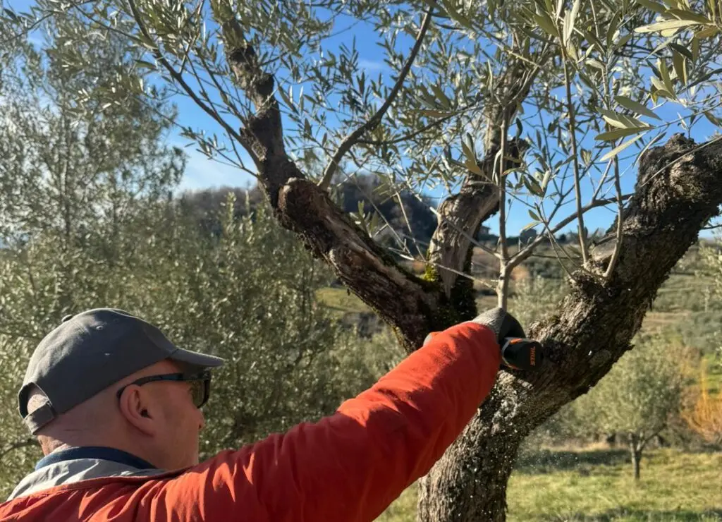 From Lazio to Edinburgh: The Continis launch their own Organic Olive ...